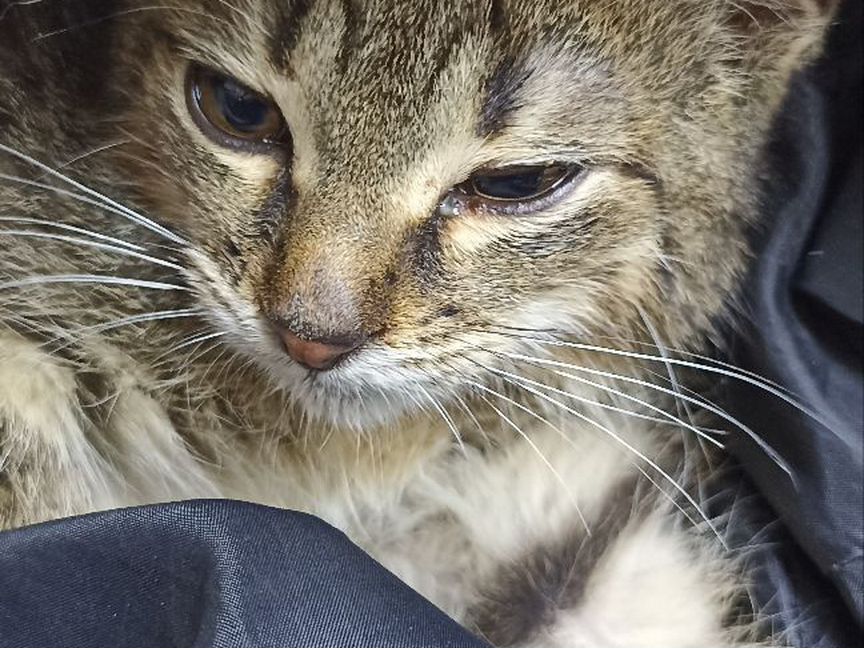 Кошечка в добрые руки