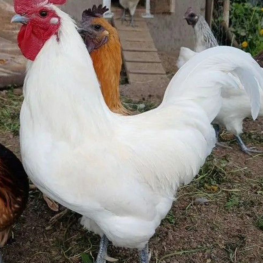 Петух лакеданзи