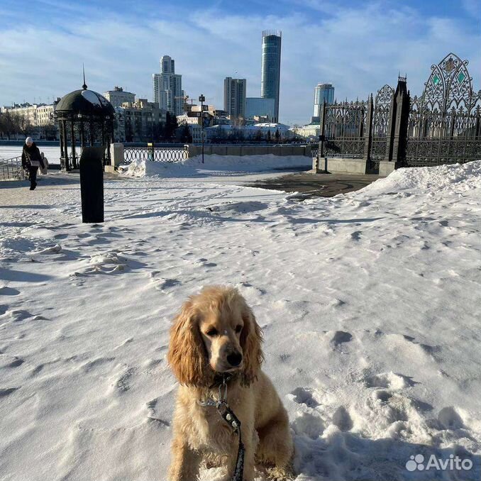 Вязка. Английский кокер спаниэль. Девочка