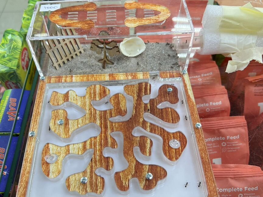 Муравьиная ферма с муравьями