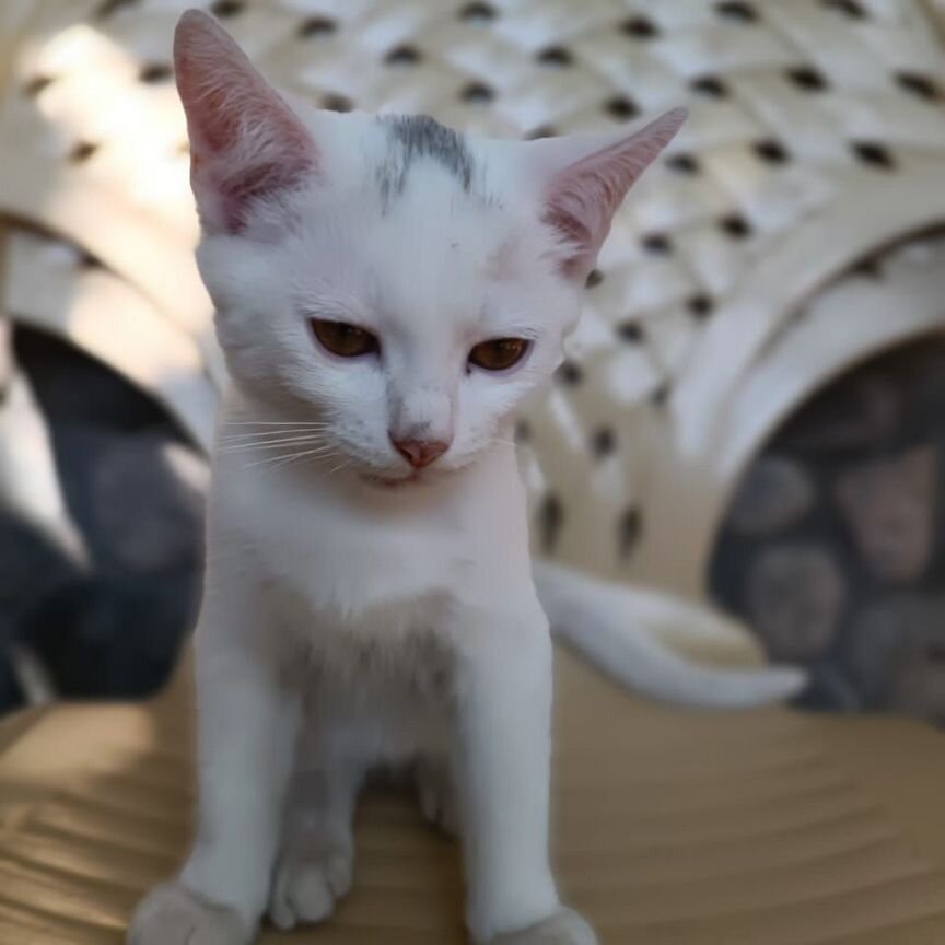 Котенок в добрые руки