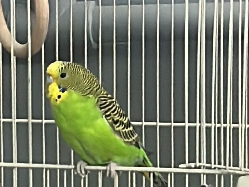 Потерялся попугай