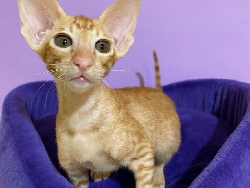 Ориентальный котенок мальчик