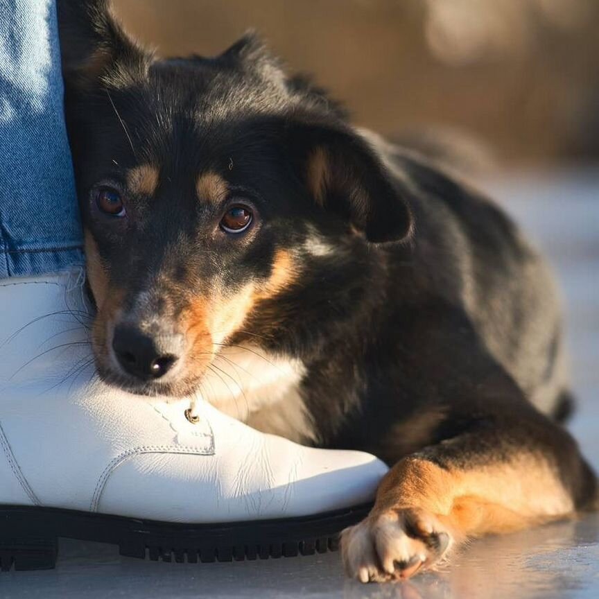 Собака в добрые руки