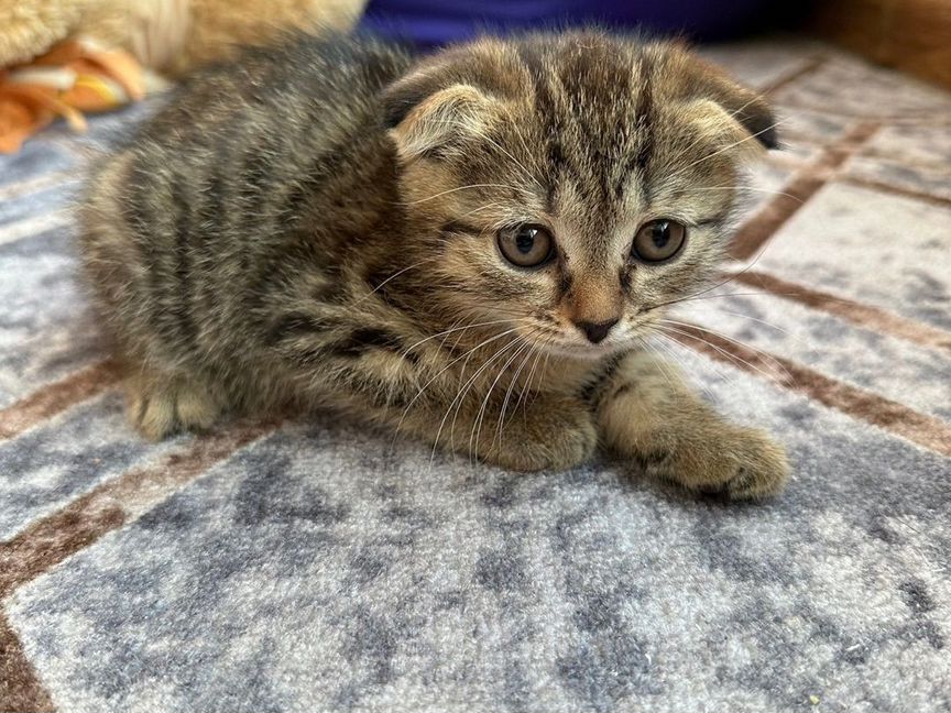 Домашние животные котята