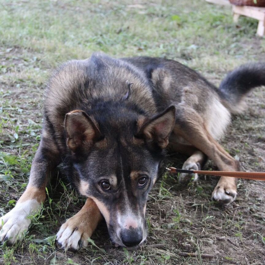 Собака в добрые руки отдам бесплатно
