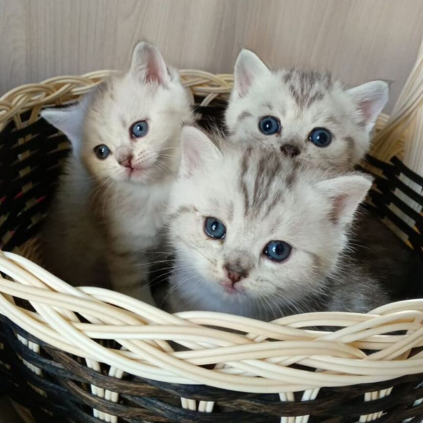 Котята британские
