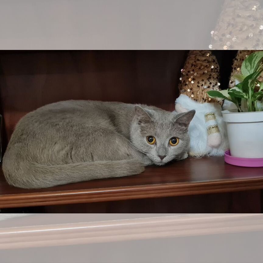 Британский короткошёрстный котёнок