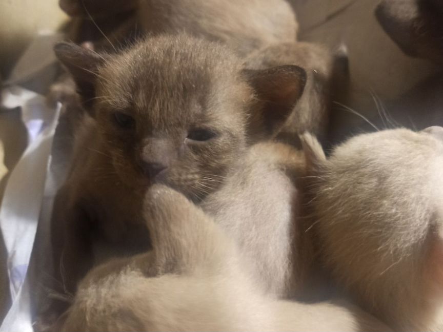 Бурманские котята