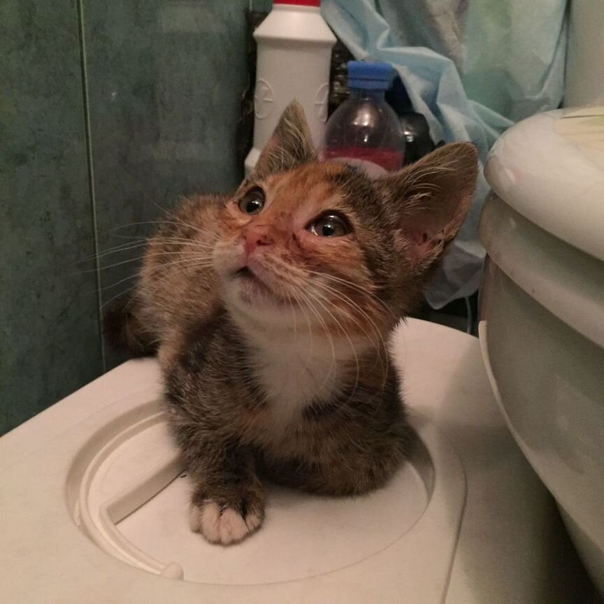 Котенок ищет дом или передержку