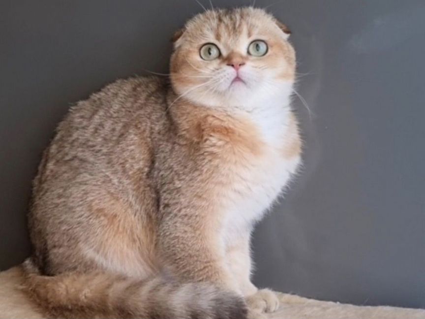 Девочка золотая шиншилла