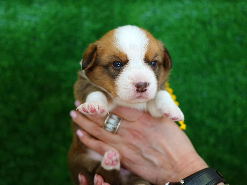 Вельш корги кардиган. Наследие Лордов