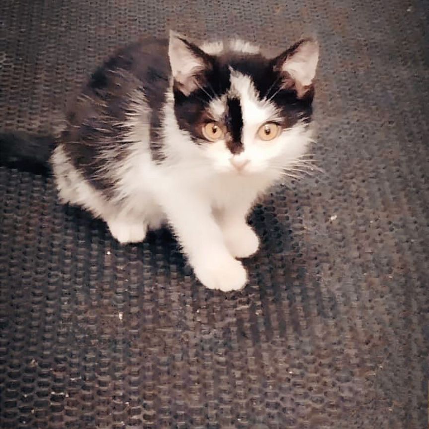 Котенок 2.5 месяца