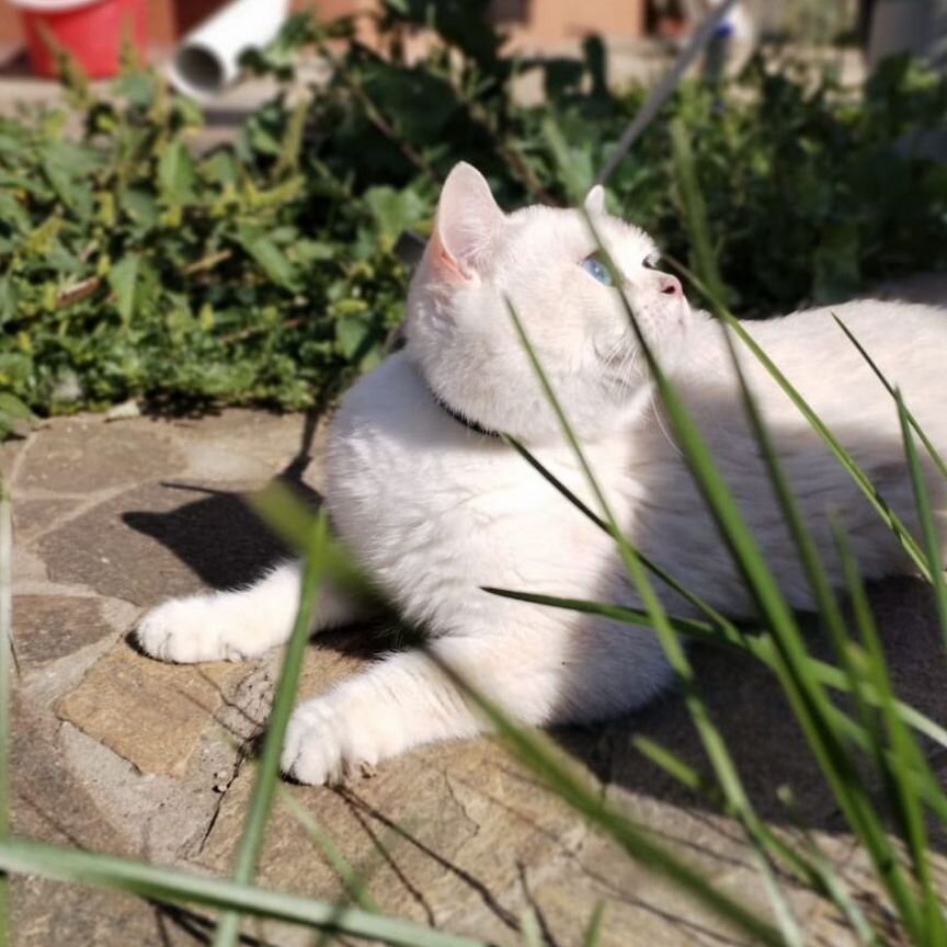 Британская шиншилла