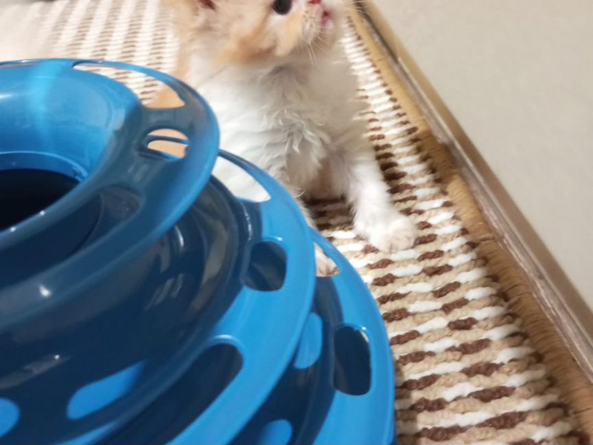 Котята персы