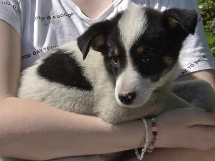 Собака в добрые руки