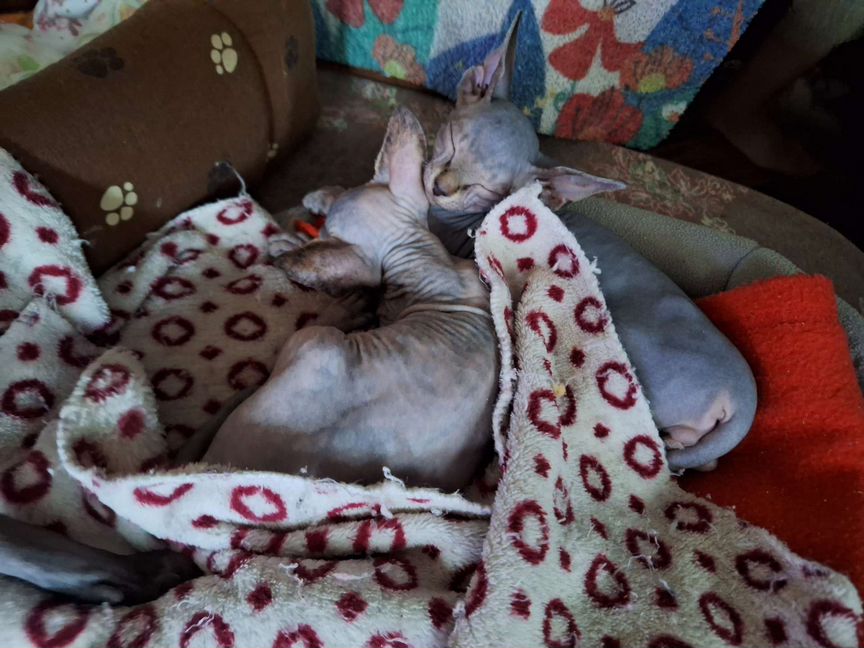 Канадский сфинкс котенок