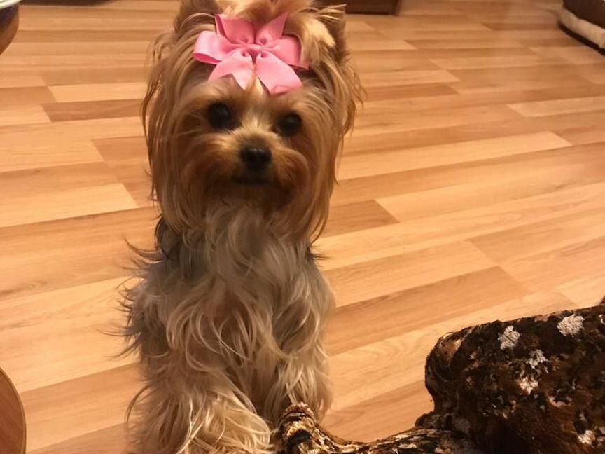 Йоркширский терьер