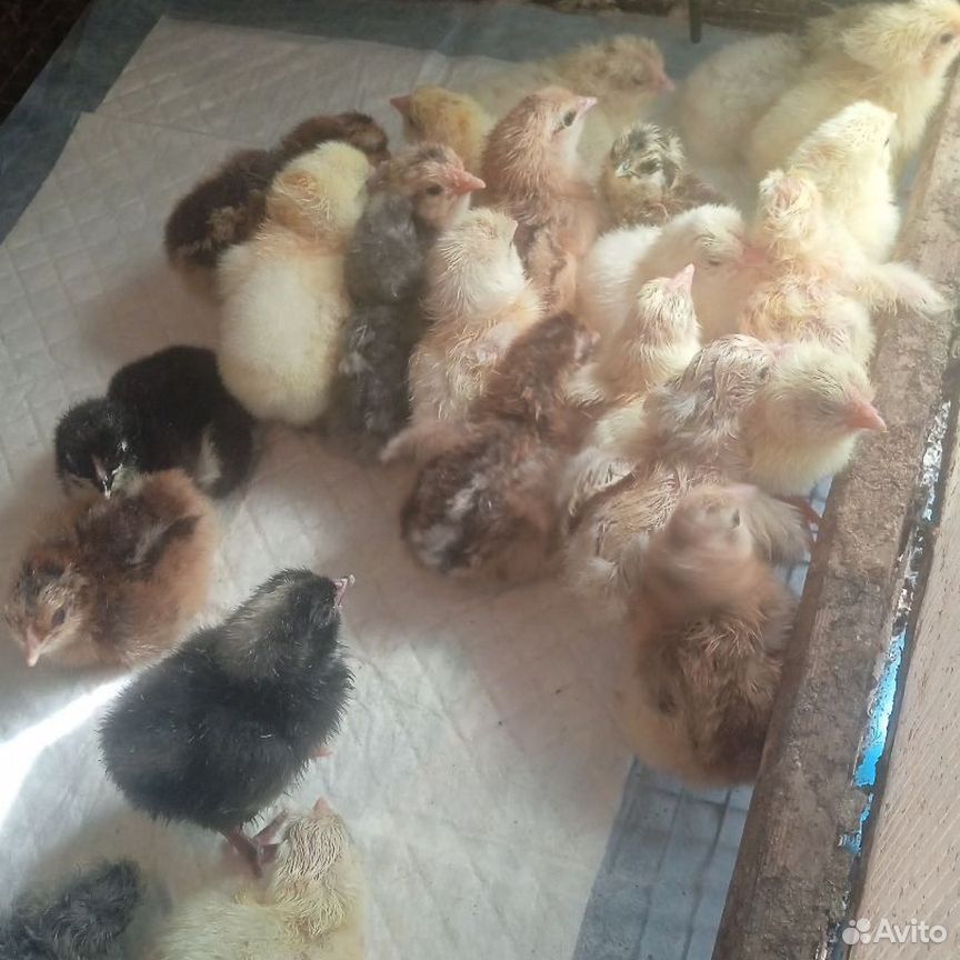 Цыплята несушки