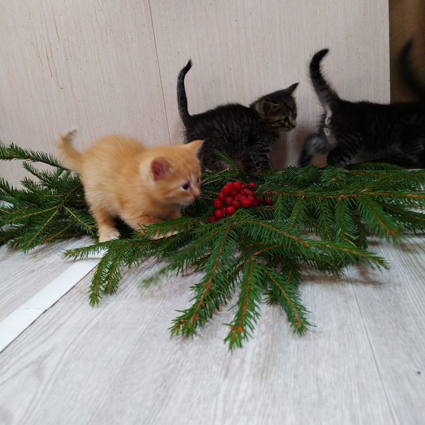 Котята 1,5 месяца