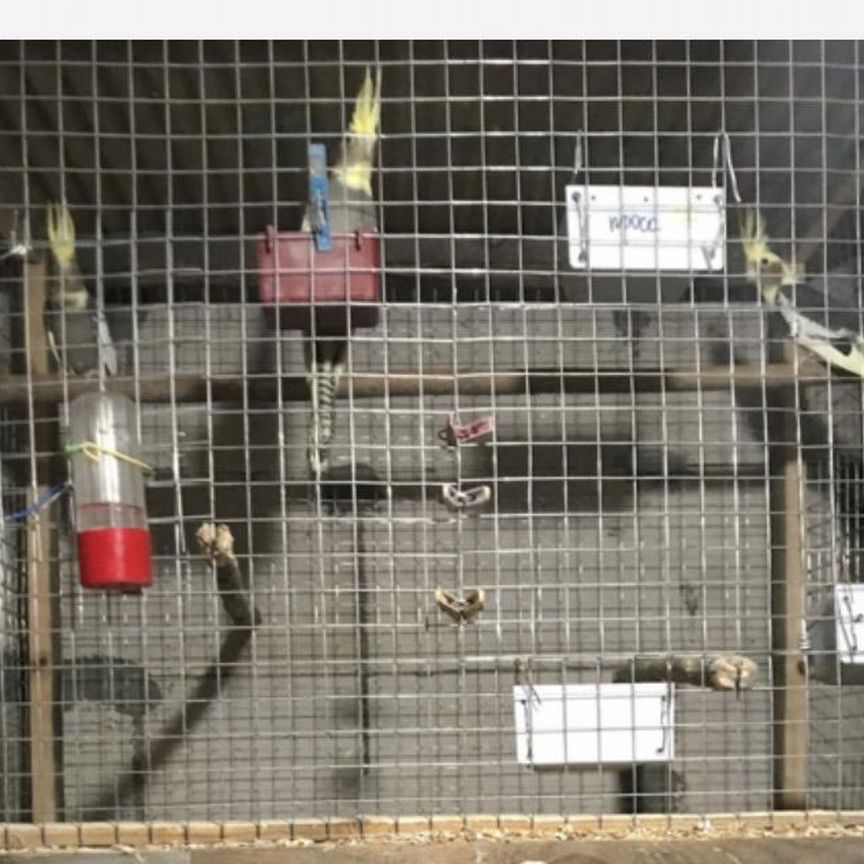 Попугаи кореллы 3 мес