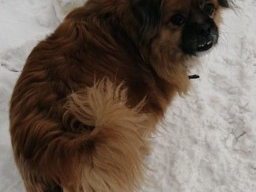 Собаку предали, оказался на улице