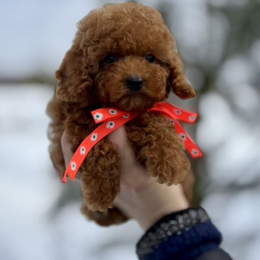Той-пудель, щенок