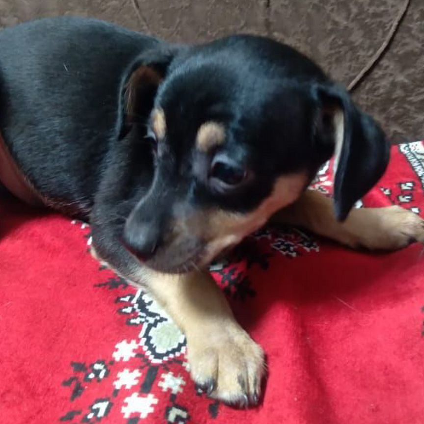 Английский той-терьер, щенок