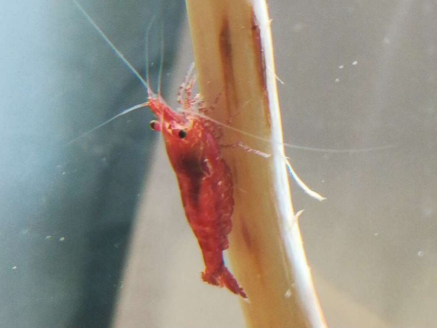 Креветка Вишня пресноводная аквариумная