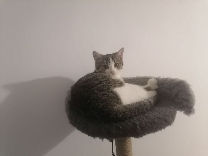 Котенок (девочка