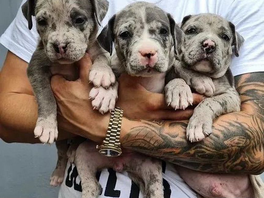 Волшебные Доги