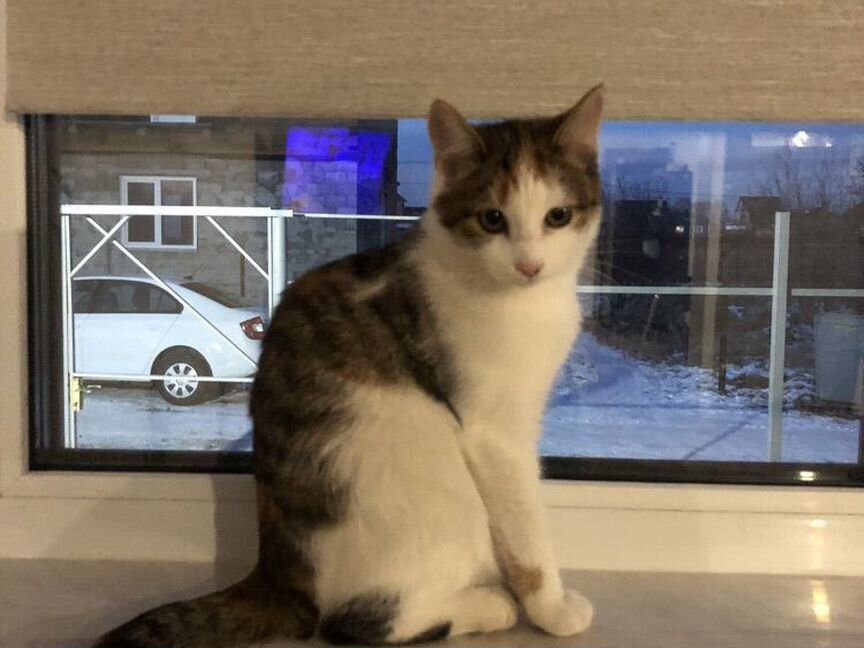 Кошка