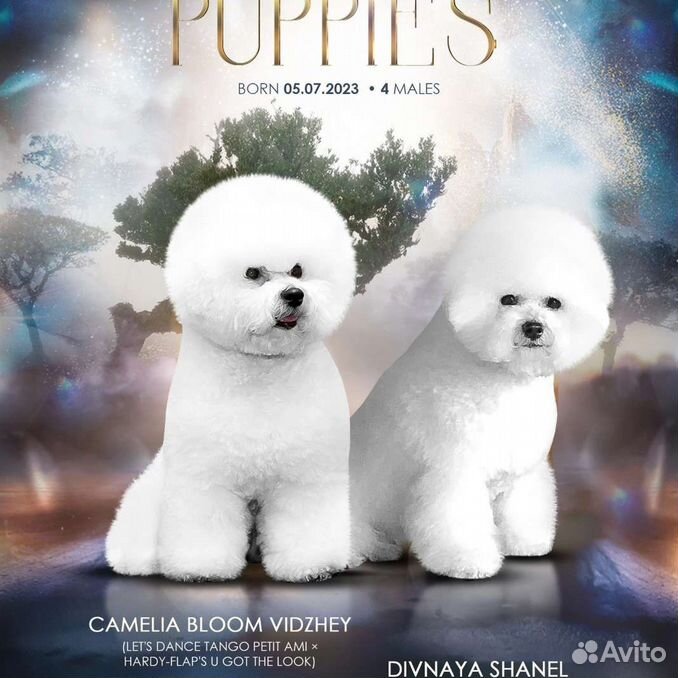 Щенки бишон фризе от Мультичемпиона
