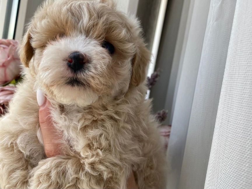 Щенки мальтипу f1 мини