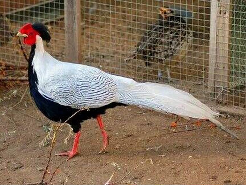 Продам фазанов серебряные лимонные румыные золотые