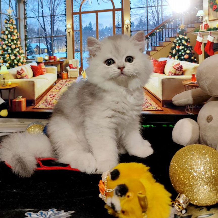 Новогодние пушистики