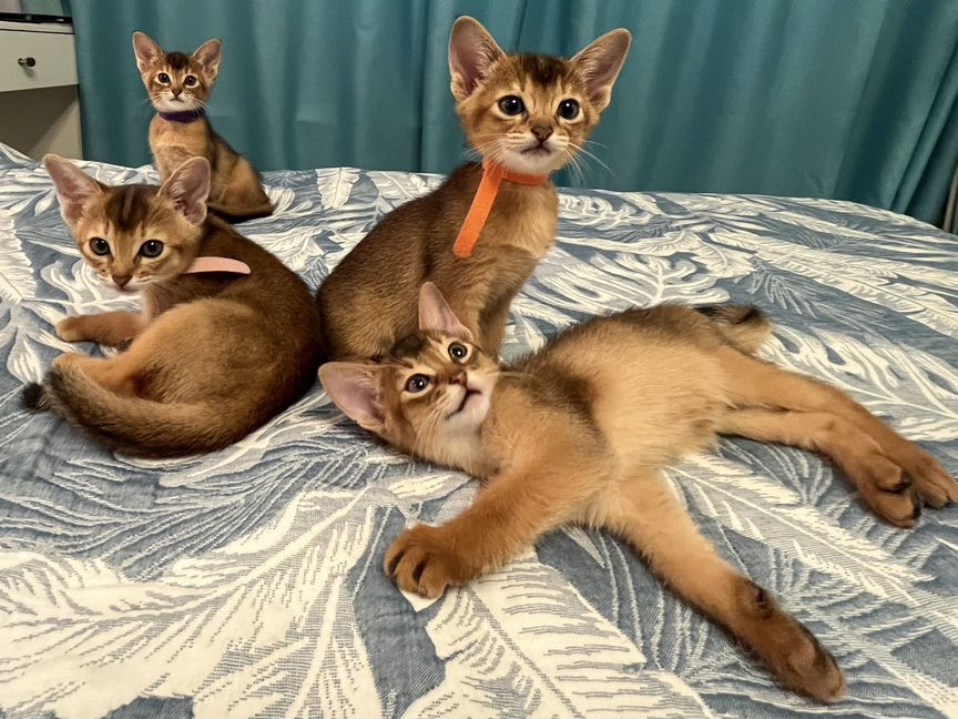 Абиссинские котята