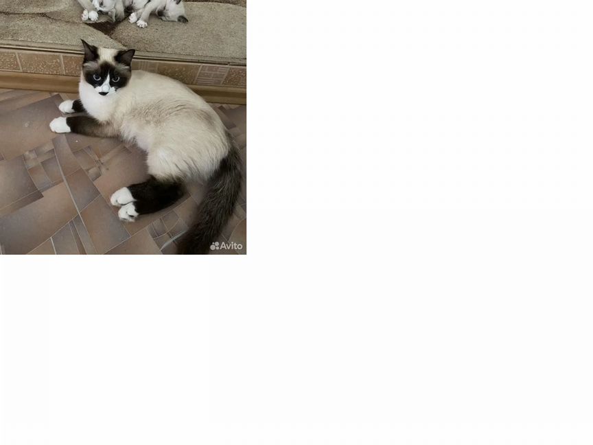 Кошки породистые