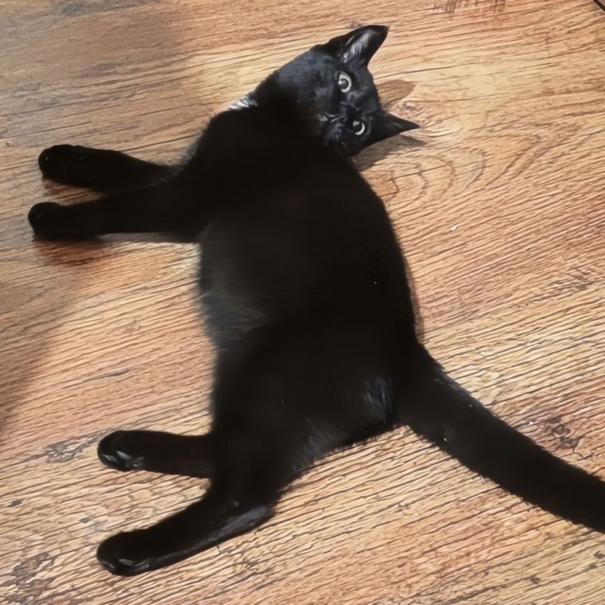 Котёнок в добрые руки