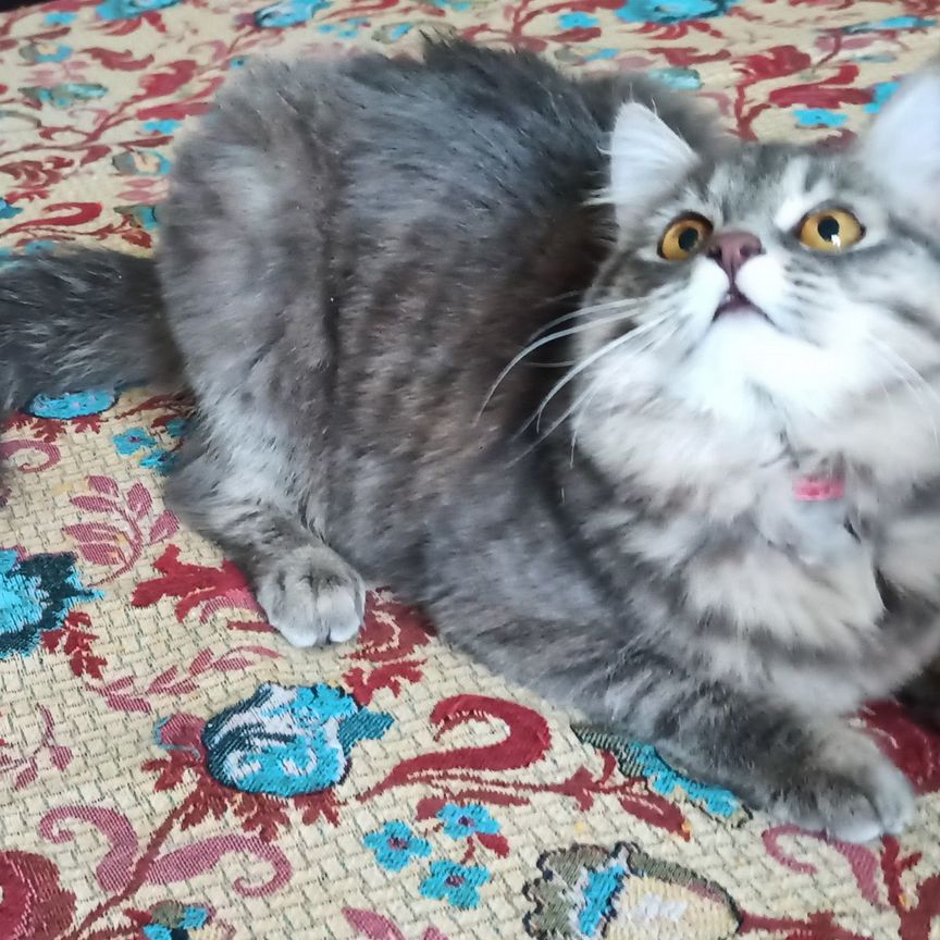Кошка