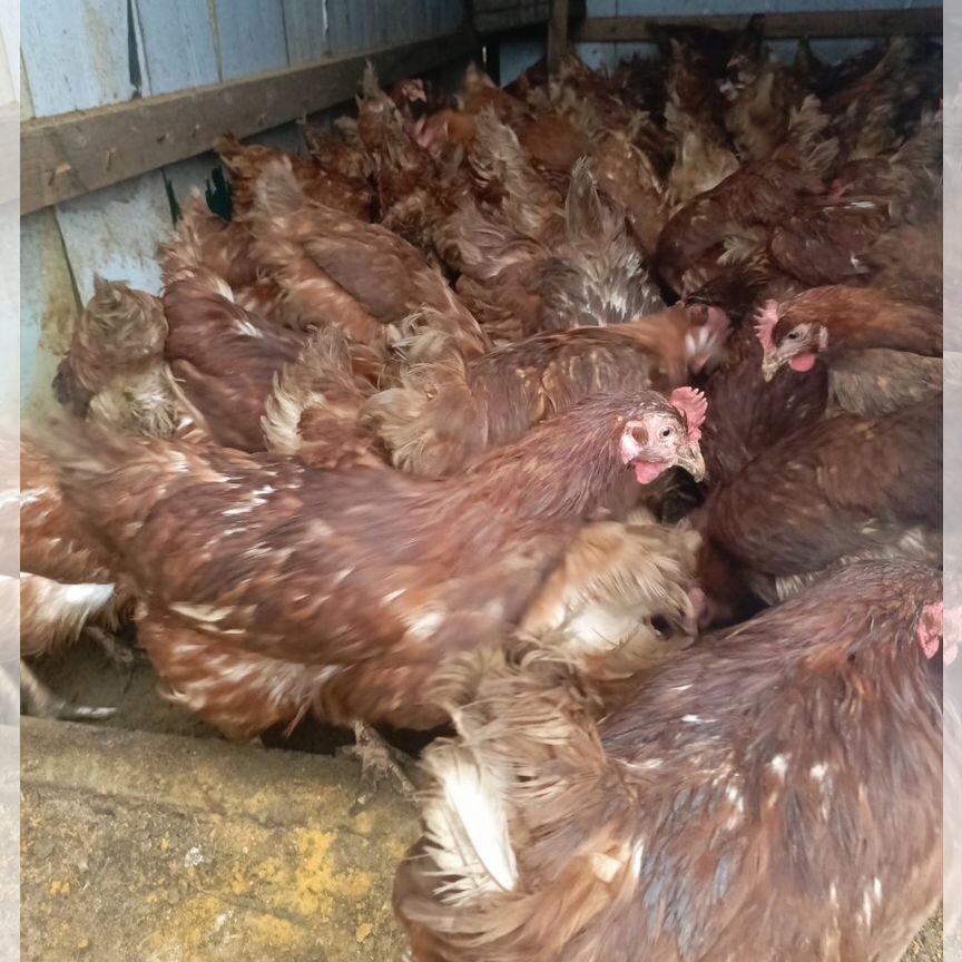 Куры несушки