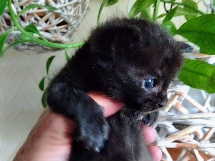 Черный котенок
