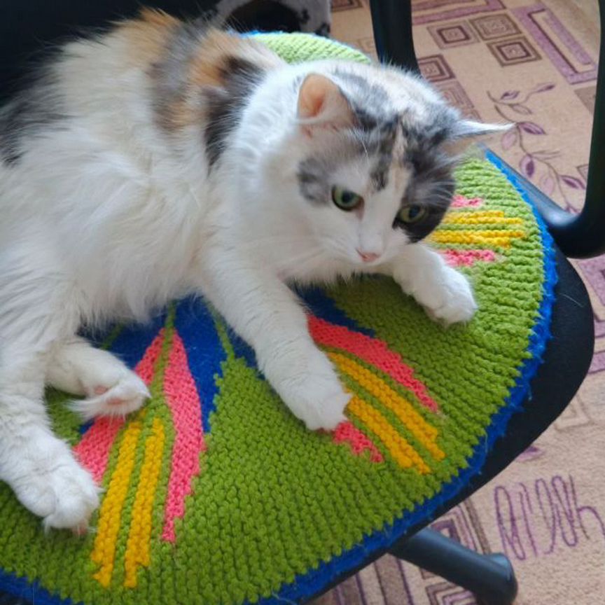 Взрослая, Девочка кошка в добрые руки