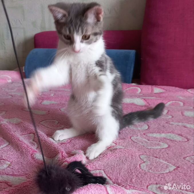 Котенок маленькая шалунишка