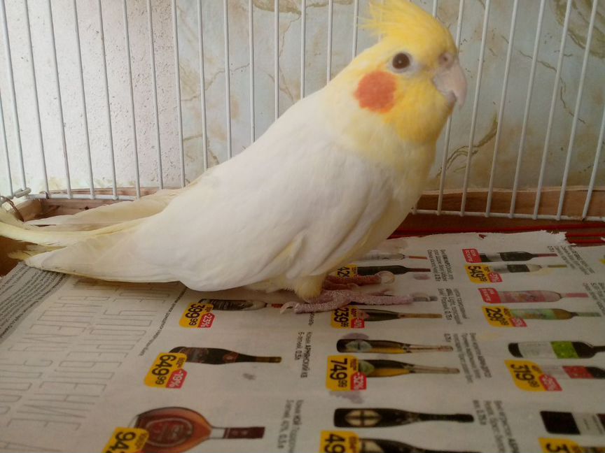 Попугай карела