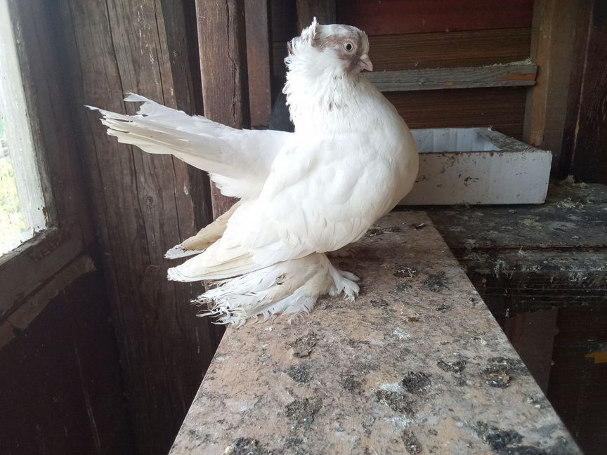 Голуби статные