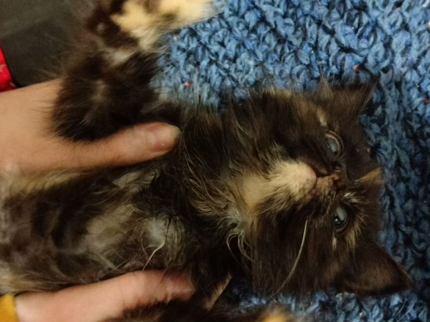 Черная кошечка