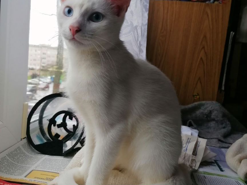 Кошечка в поисках дома