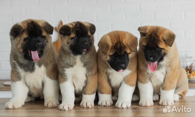 Щенки американской акиты купить в Санкт-Петербурге | Животные и ...