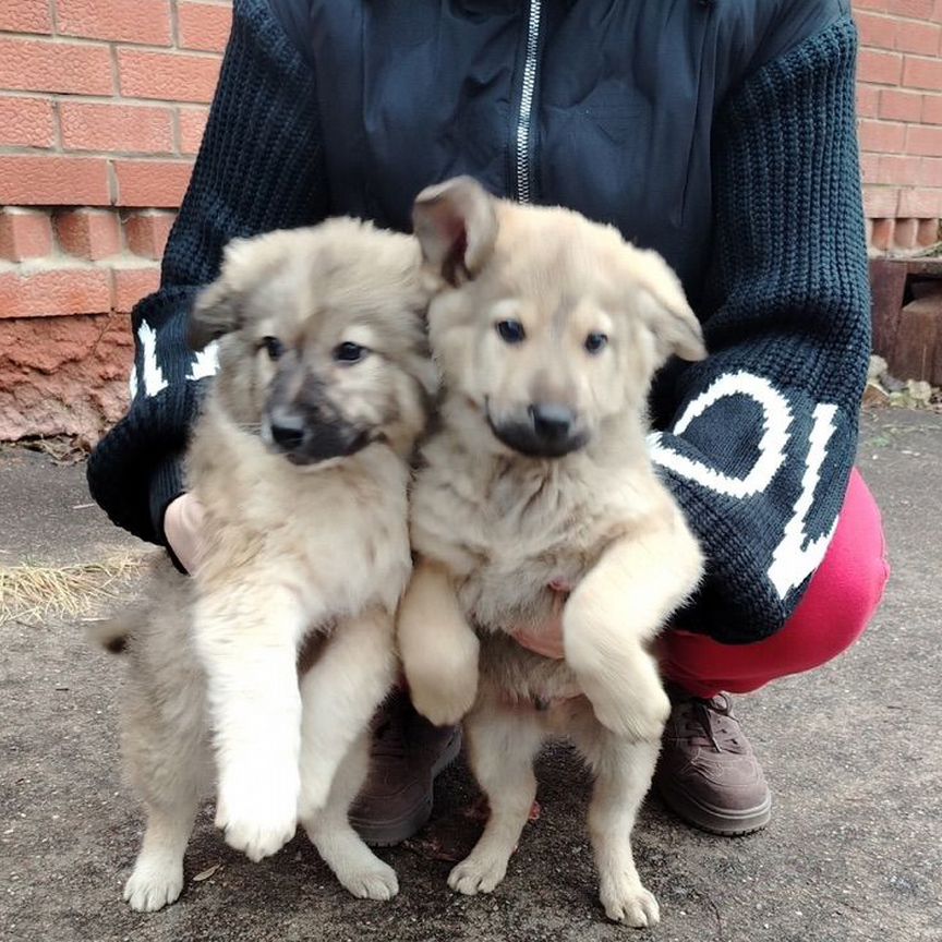 Щенок в добрые руки